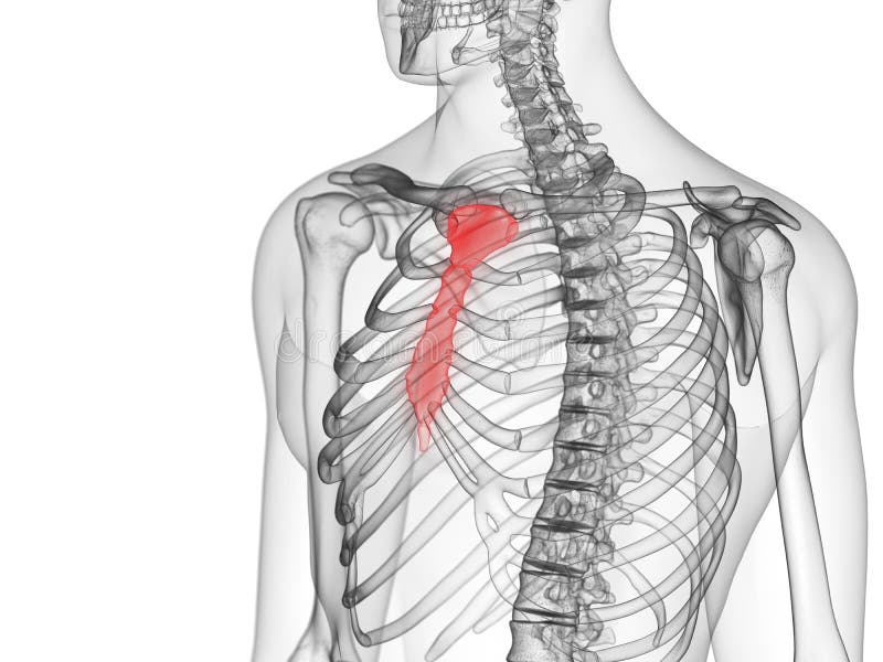 The breast bone stock illustration. Illustration of sternum - 56652570