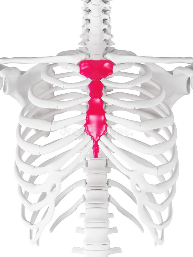The breast bone stock illustration. Illustration of sternum - 56652570