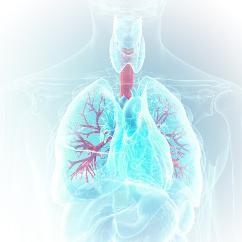 The bronchi stock illustration. Illustration of anatomy - 127825725