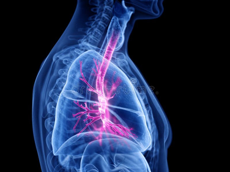 The bronchi stock illustration. Illustration of biology - 155235966