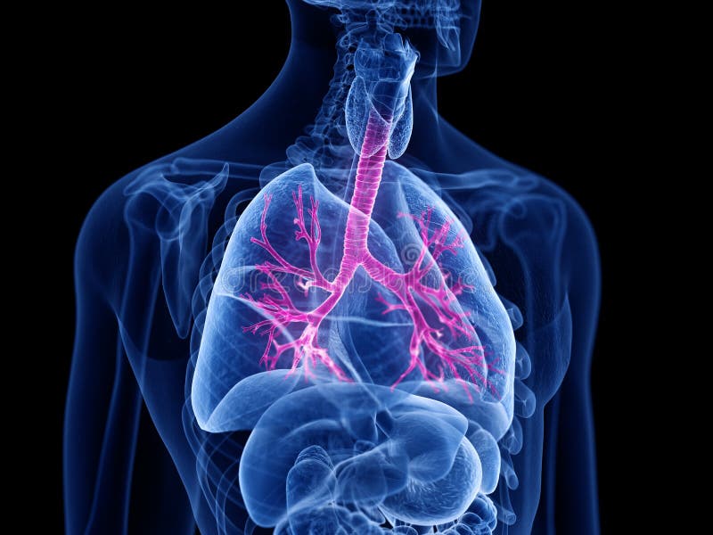 The bronchi stock illustration. Illustration of cystic - 155236001