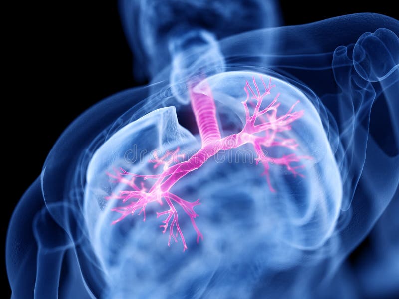 The bronchi stock illustration. Illustration of emphysema - 155236003