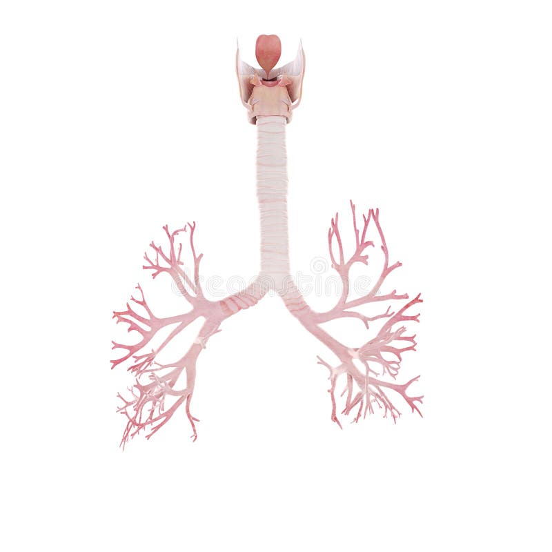 The human bronchi stock illustration. Illustration of pulmonary - 165083082