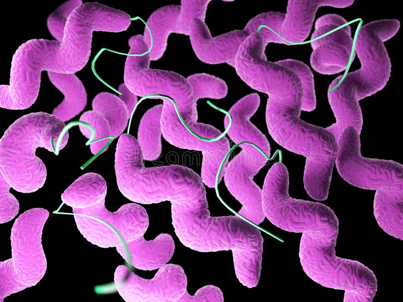 Campylobacter jejuni stock illustration. Illustration of blood - 5604831
