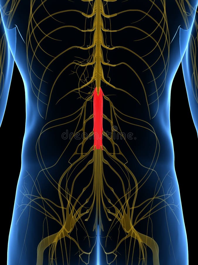 The Cauda Equina Base stock illustration. Illustration of inflamed ...