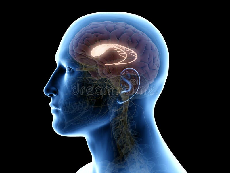 The Caudate Nucleus Stock Illustration Illustration Of Accurate 137361717