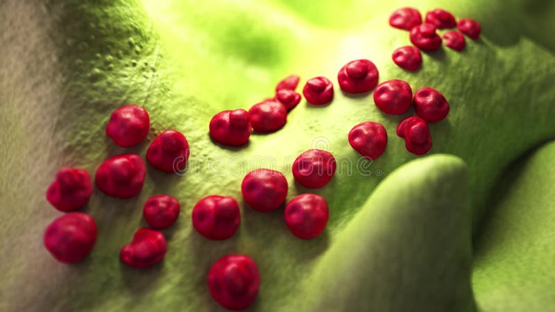 E Coli Bacteria in Motion 3D Animation. Stock Footage - Video of gram ...