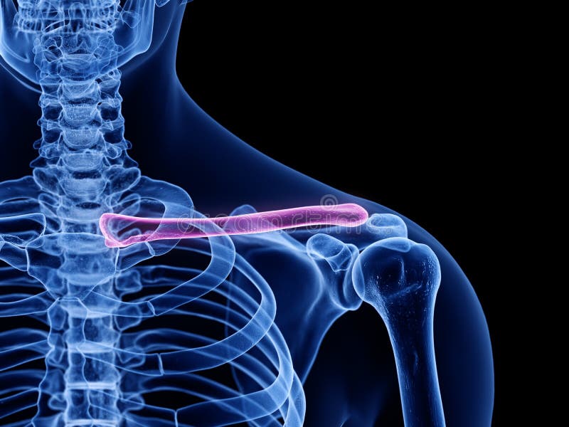 The clavicle stock illustration. Illustration of rendering - 56653154
