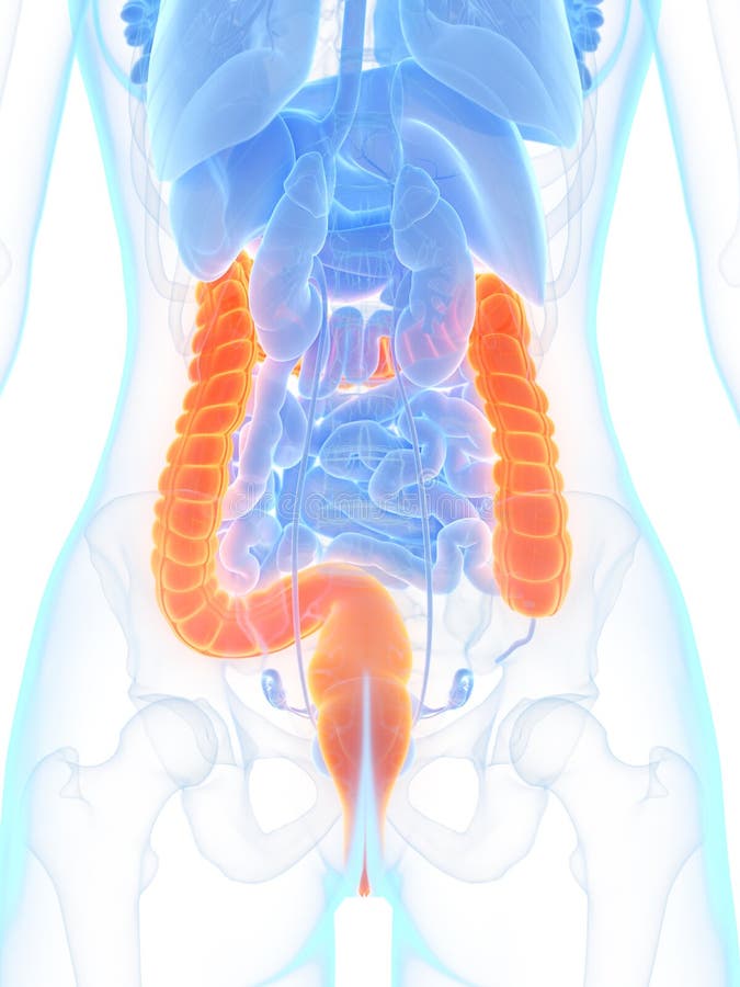 The colon stock illustration. Illustration of intestinal - 141766222