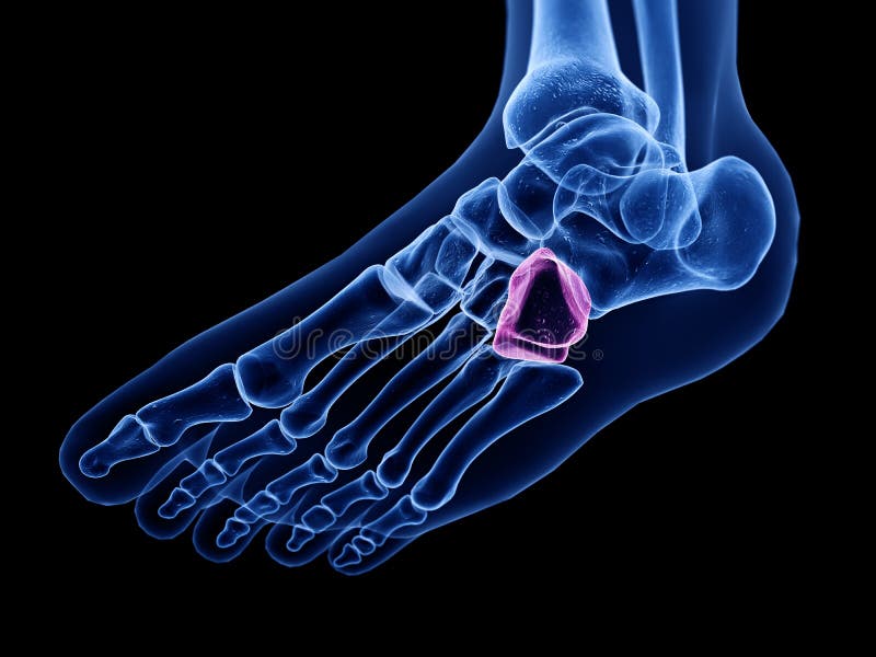 The cuboid bone stock illustration. Illustration of structure - 155216609