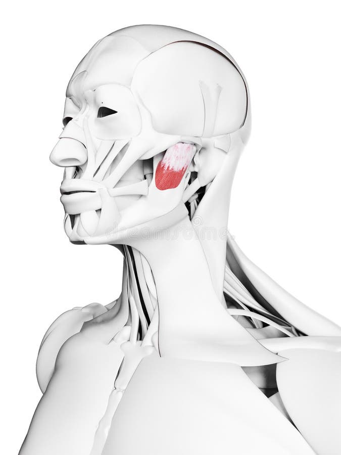 The masseter deep stock illustration. Illustration of biology - 56286327
