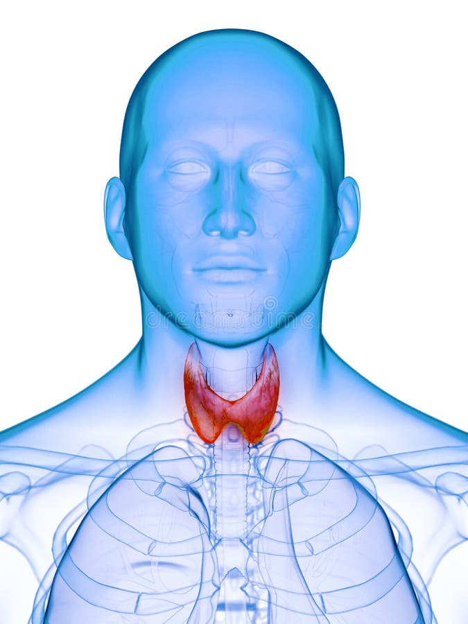 Symptoms Of Thyroid Disease. Symptoms Of Hypothyroidism And ...