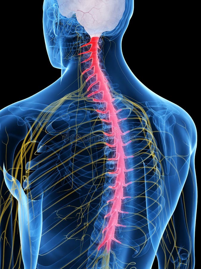 The Dura Matter stock illustration. Illustration of biology - 101295367