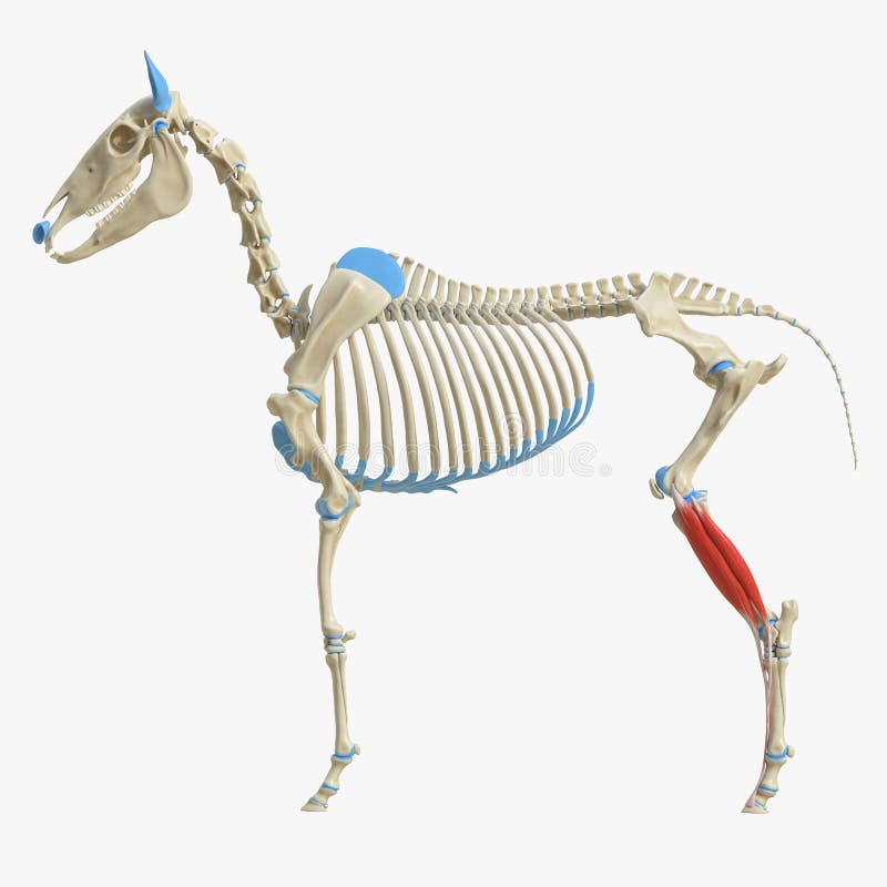 Extensor Digitorum Longus stock illustration. Illustration of muscular ...