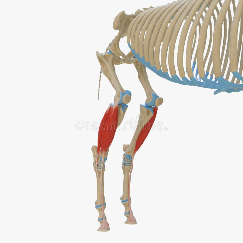 Extensor Digitorum Longus stock illustration. Illustration of bones ...