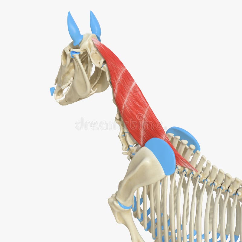 The semispinalis capitis stock illustration. Illustration of male ...