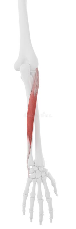 The Extensor Carpi Ulnaris stock illustration. Illustration of carpi ...