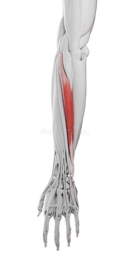 The Extensor Digitorum Longus Stock Illustration - Illustration of foot ...
