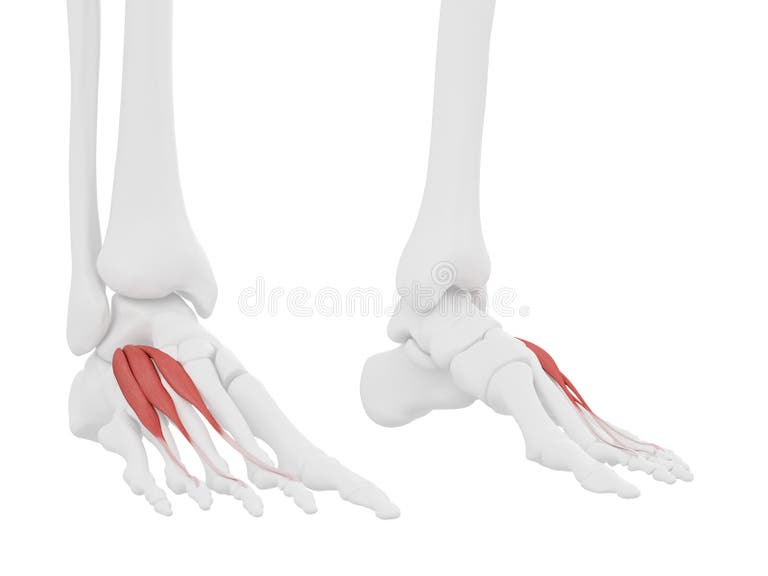 The Extensor Digitorum Brevis Stock Illustration - Illustration of ...