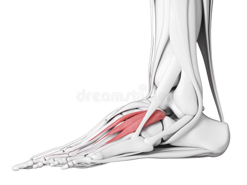 The Extensor Digitorum Brevis Stock Illustration - Illustration of ...