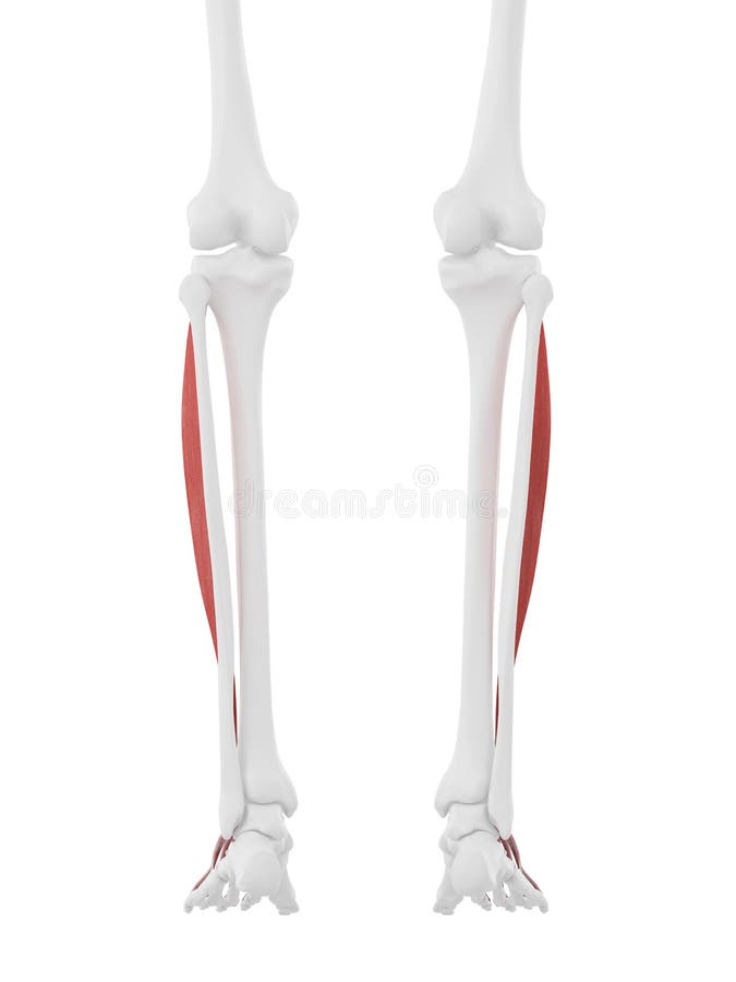 The Extensor Digitorum Longus Stock Illustration - Illustration of ...