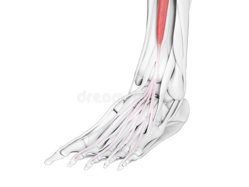 The Extensor Digitorum Longus Stock Illustration - Illustration of foot ...