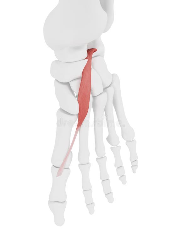The Extensor Hallucis Brevis Stock Illustration - Illustration of ...