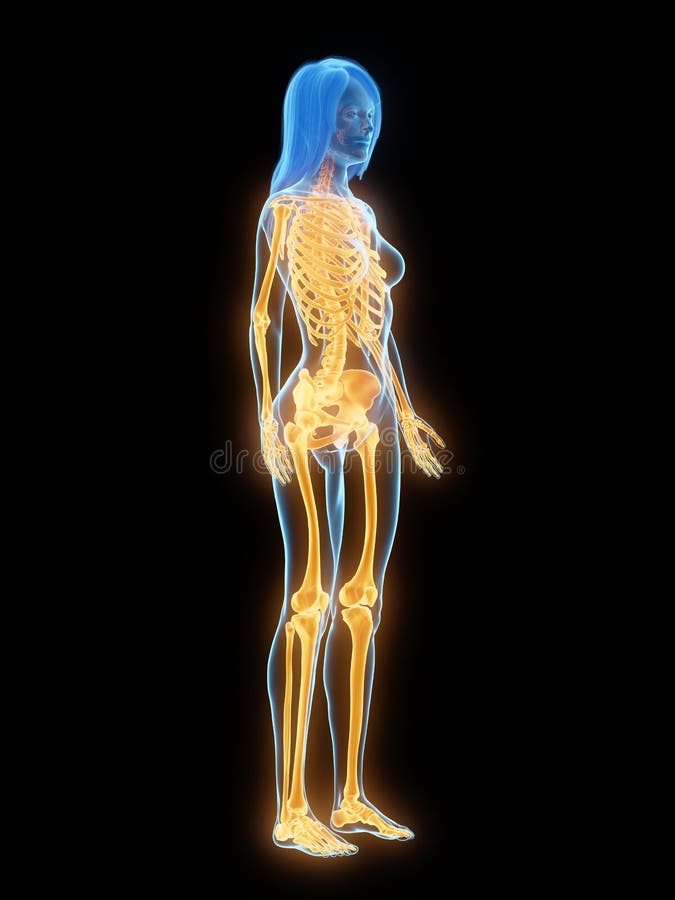 Medical Accurate Female Skeleton Renders Set from Different Angles on a ...