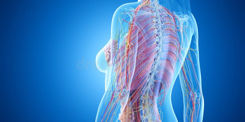 The Female Thorax Anatomy Stock Illustration Illustration Of Artwork 169375636