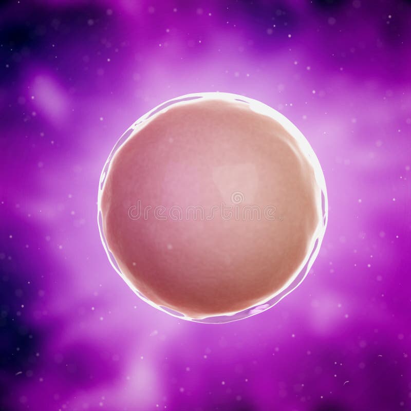 Fertilized Egg Cell Division Stock Vector Illustration Of Membrane Ovocyte 118635167