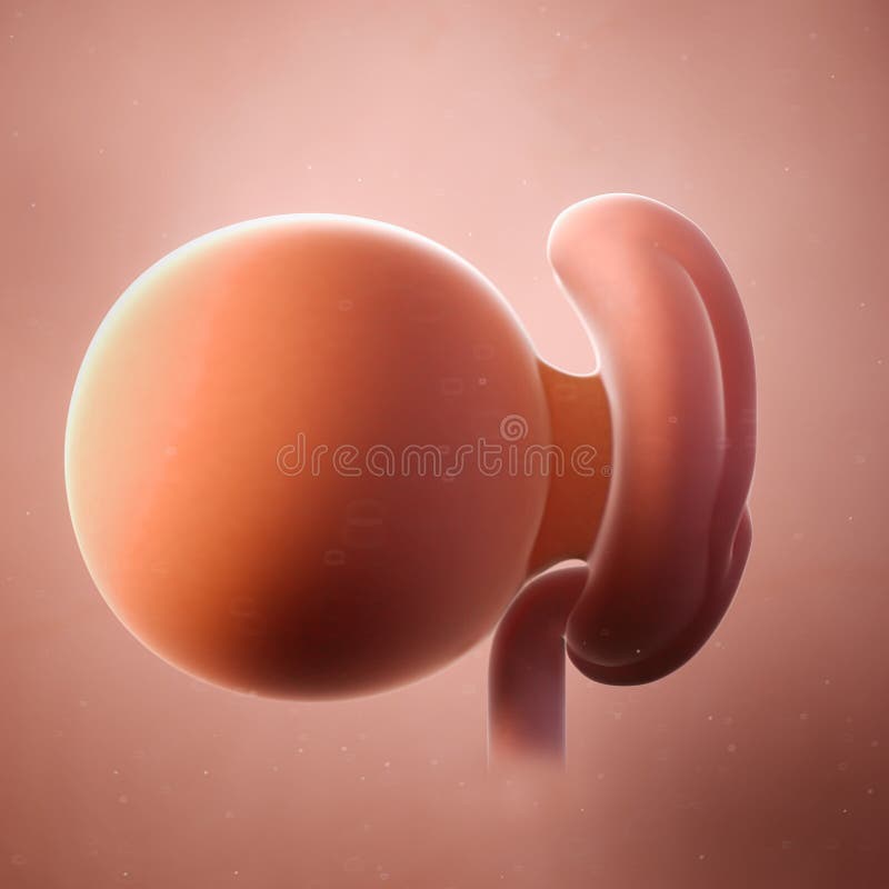 A Fetus Inside of an Uterus - Week 32 Stock Illustration - Illustration ...