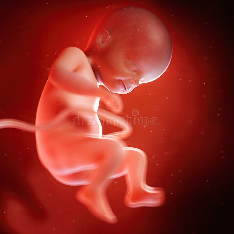 A fetus week 22 stock illustration. Illustration of biology - 101127188