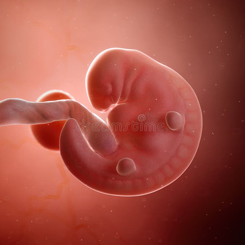 A fetus week 6 stock illustration. Illustration of baby - 101128068
