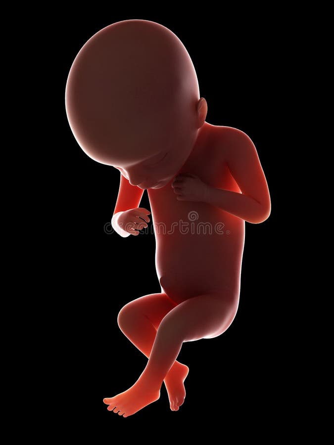 Fetal Development Week 18 Stock Illustrations – 23 Fetal Development ...