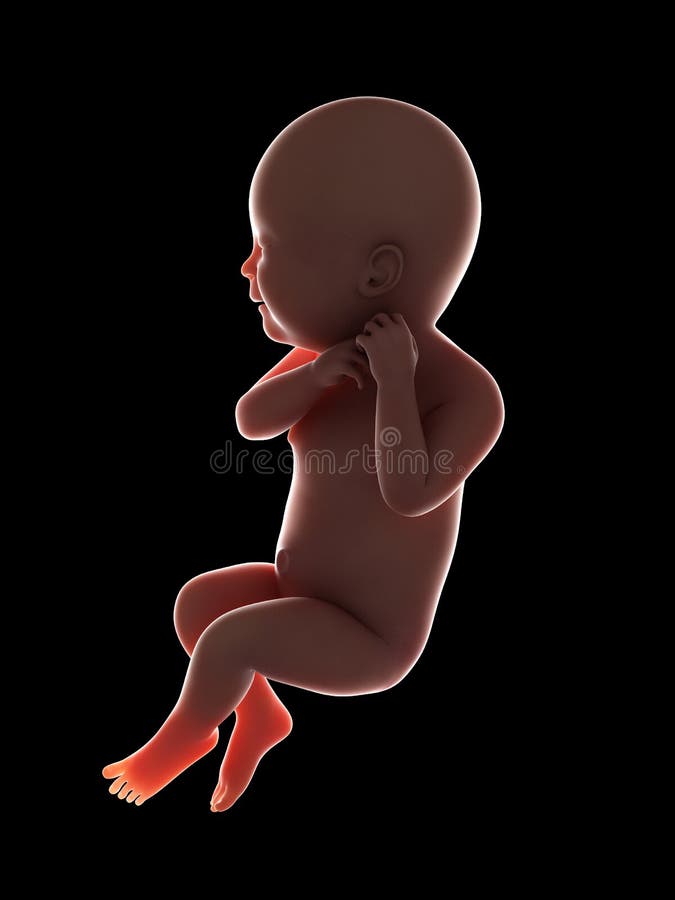 Pregnancy Week 39 Stock Illustrations – 26 Pregnancy Week 39 Stock ...