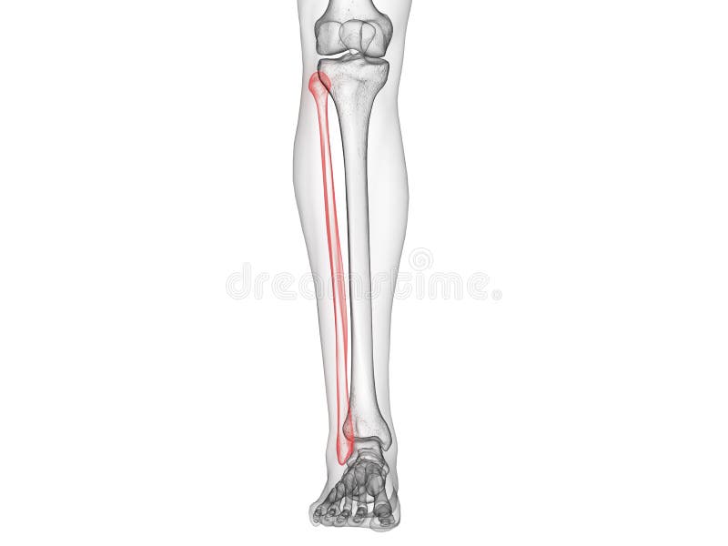 The fibula stock illustration. Illustration of medically - 57843562