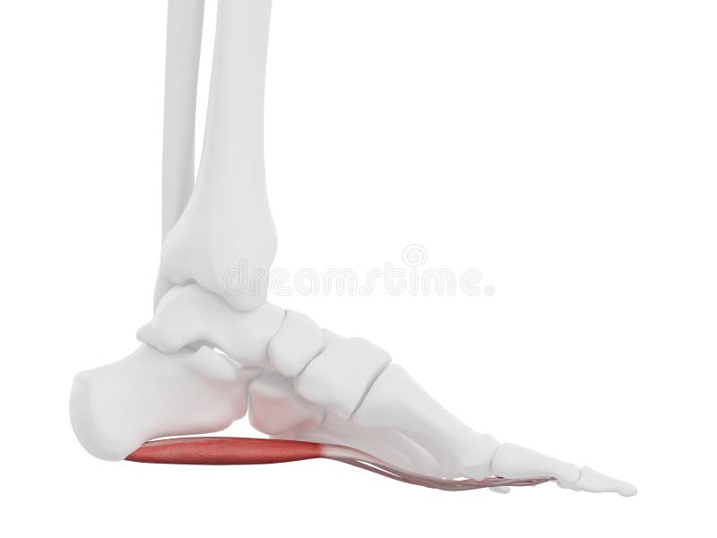 The Flexor Digitorum Brevis Stock Illustration - Illustration of ...