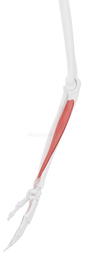The Flexor Digitorum Profundus Stock Illustration - Illustration of ...