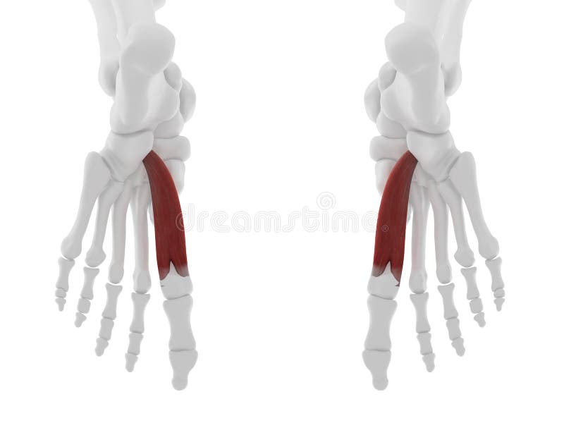 The flexor hallucis brevis stock illustration. Illustration of accurate ...