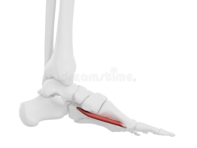 The Flexor Hallucis Brevis stock illustration. Illustration of healthy ...