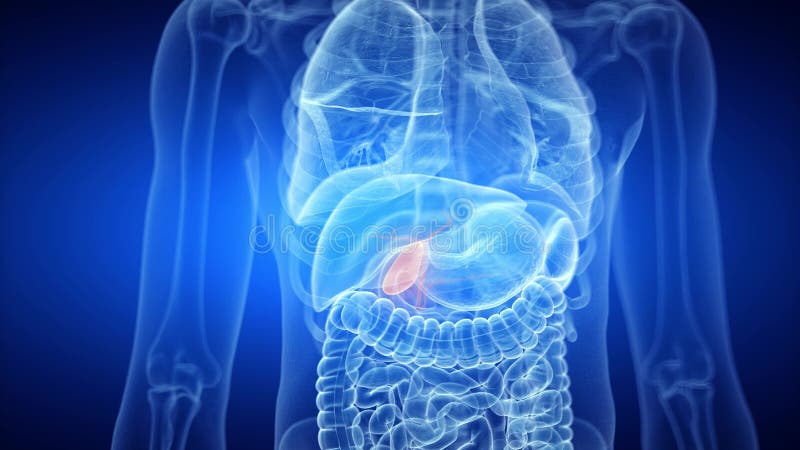 Illustration of Gallbladder Anatomy and Its Bile Storage and Releasing ...