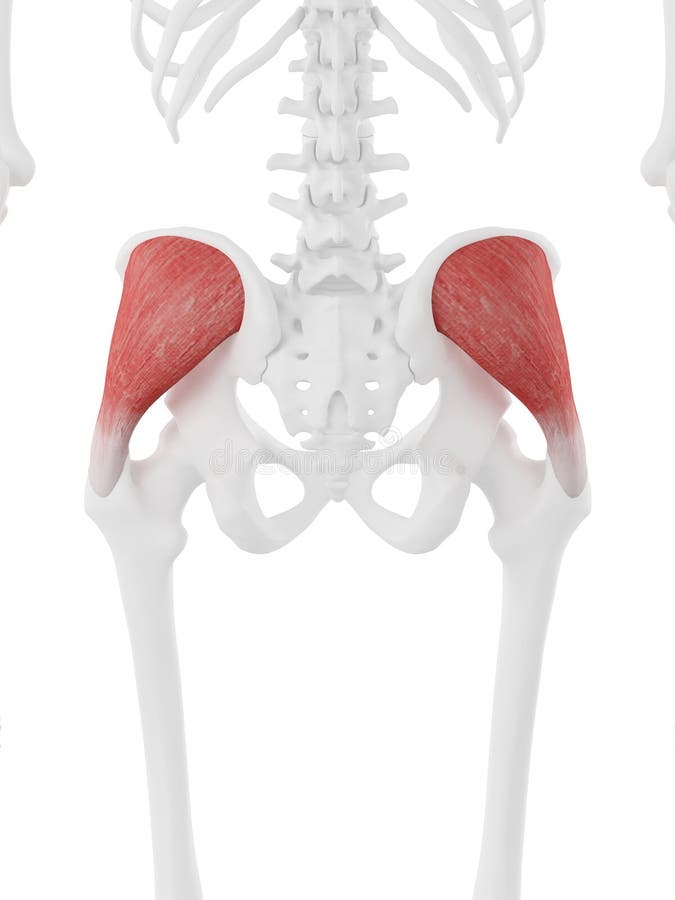 The gluteus medius stock illustration. Illustration of muscle - 45575546
