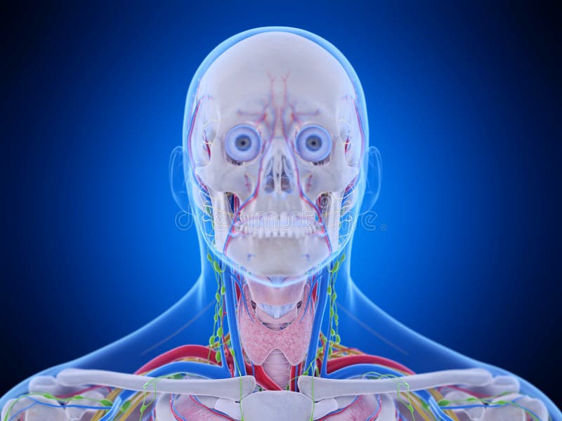 The head anatomy stock illustration. Illustration of human - 169371293