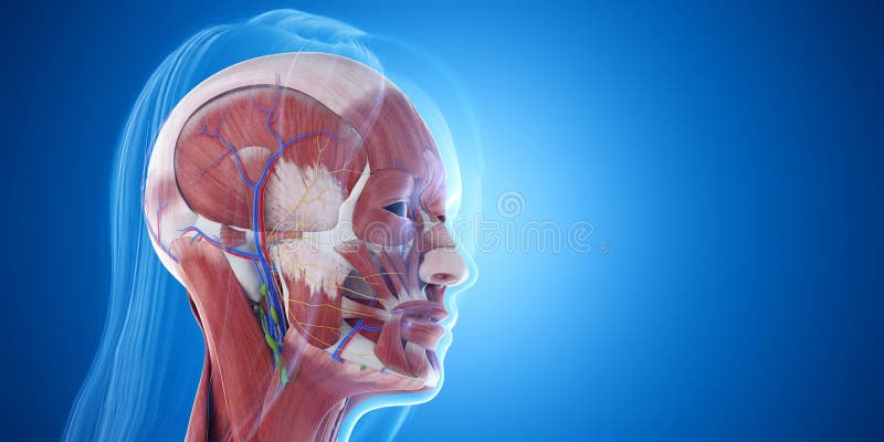 Muscles of the head stock illustration. Illustration of skeleton ...