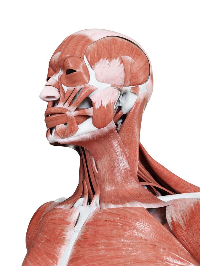 The head and neck muscles stock illustration. Illustration of form ...