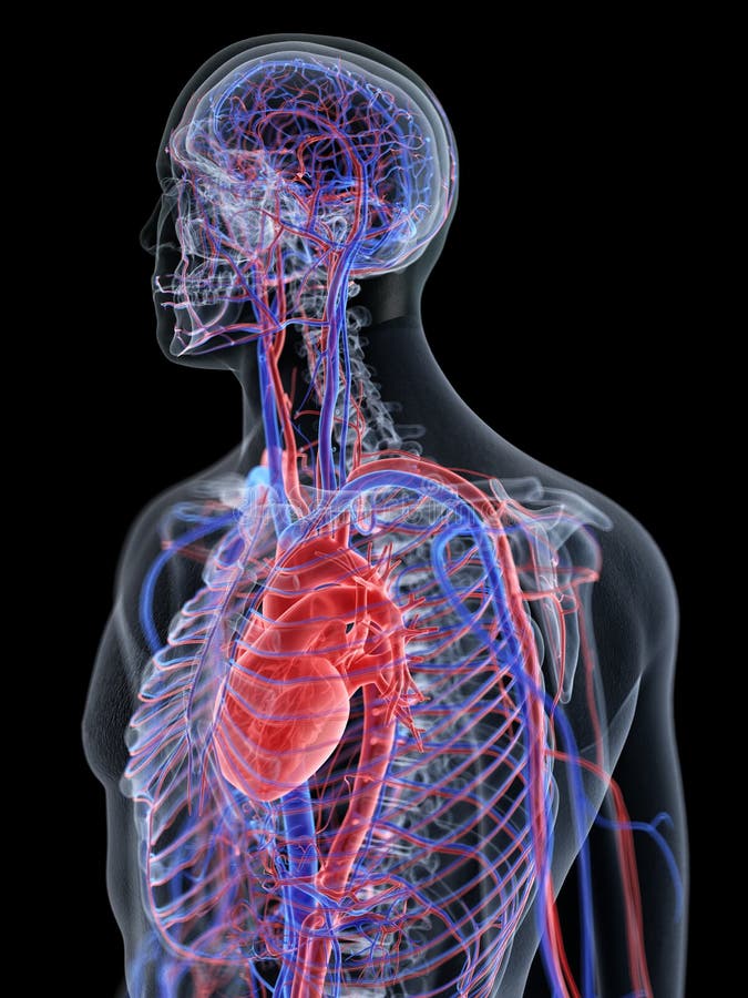 The Brain and Nervous System Stock Illustration - Illustration of ...