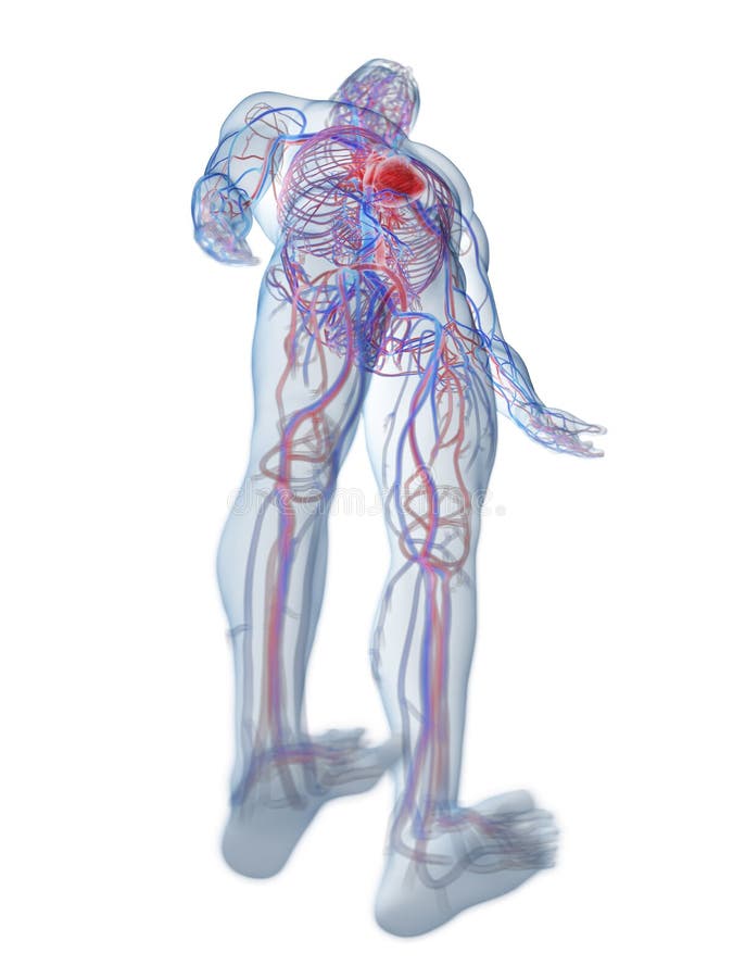 The Heart and Vascular System Stock Illustration - Illustration of male ...