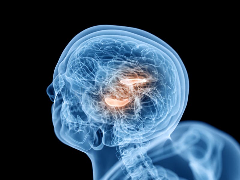 Hippocampus Stock Illustrations – 2,396 Hippocampus Stock Illustrations ...