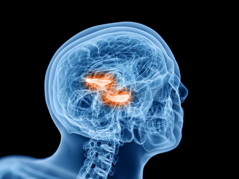 The hippocampus stock illustration. Illustration of rendering - 142494323