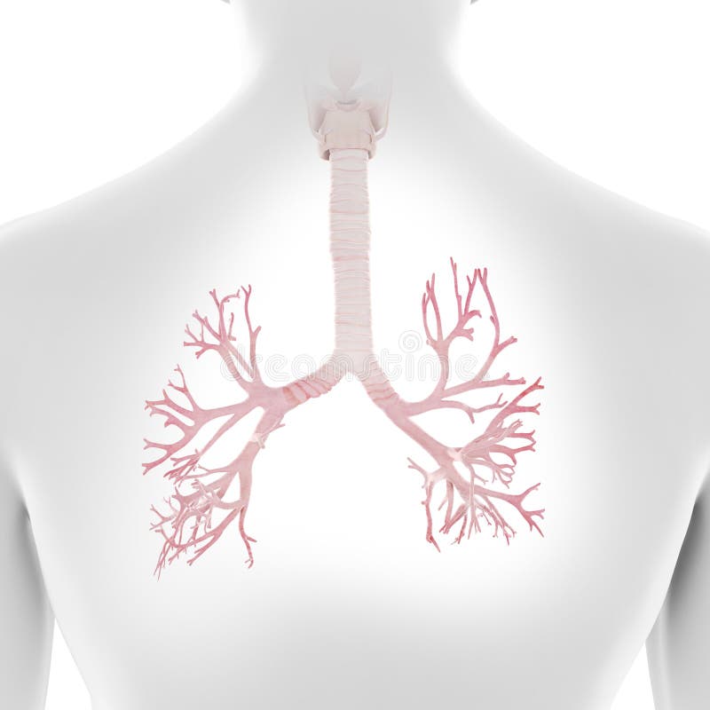 Human bronchi stock illustration. Illustration of drawing - 5971247